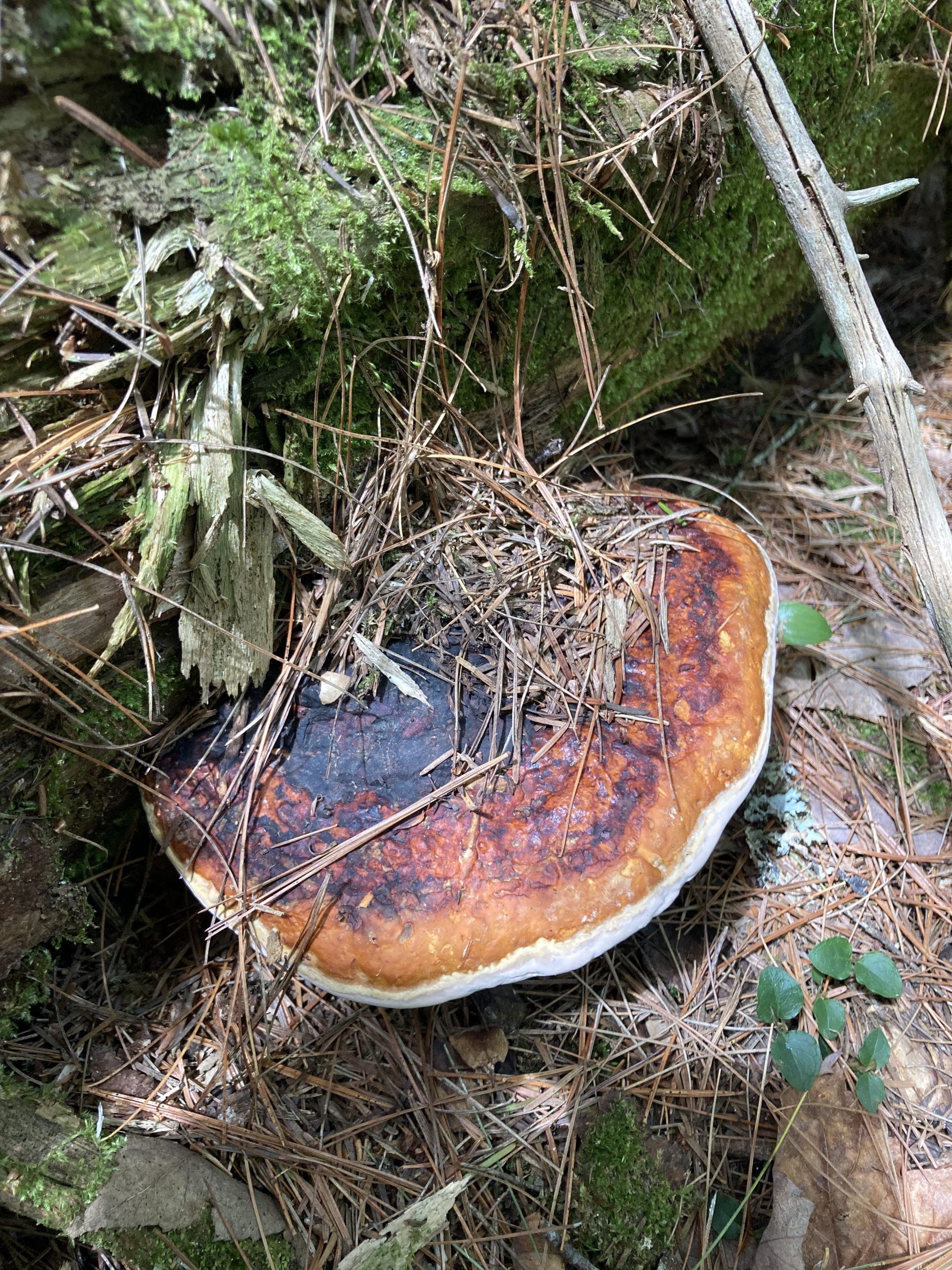 Red Belted Conk - Guardians of The Earth - Wild Heart Medicinals