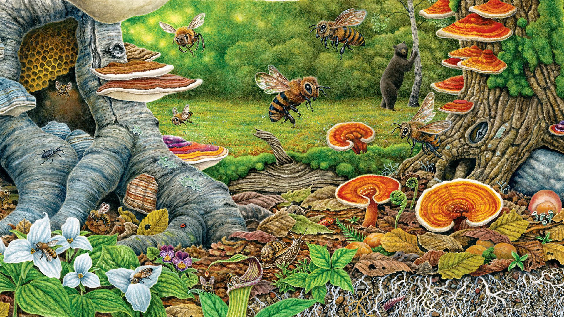 Red Belted Conk - Guardians of The Earth - Wild Heart Medicinals